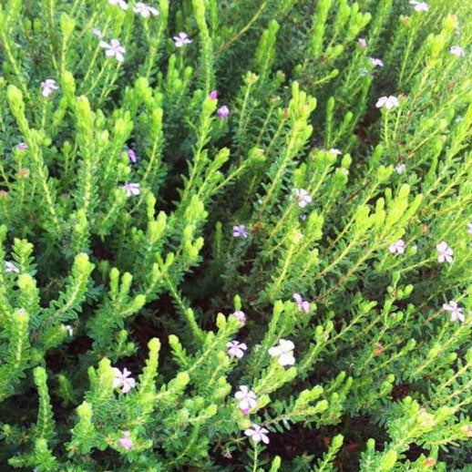 Buchu – Cosmic Bazaar