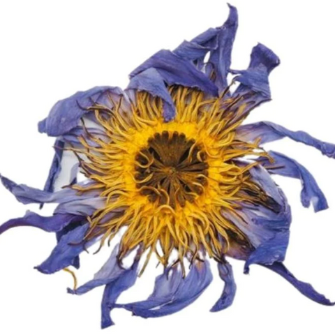 Whole Blue Lotus Flowers – Cosmic Bazaar