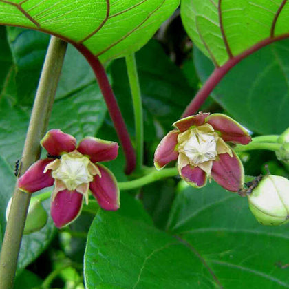 Mukombero Root / Mukonjo / Mondia Whitei – Cosmic Bazaar