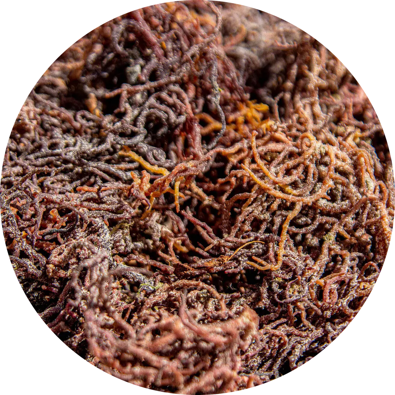 Sea Moss (Organic & Wild Harvest) – Cosmic Bazaar